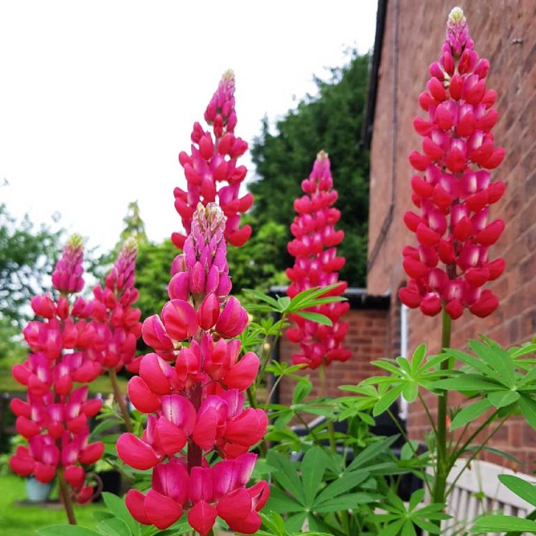 Plante de Cafeluta Lupin Russel Hybrids Mix