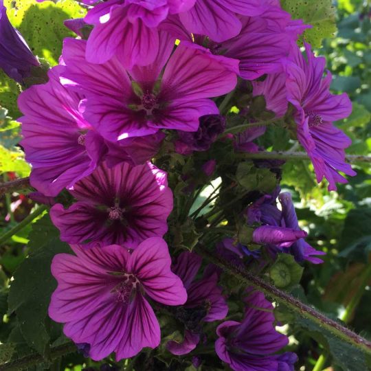 Seminte de Nalba Franceza Malva Sylvestris Mystic Merlin Mixed