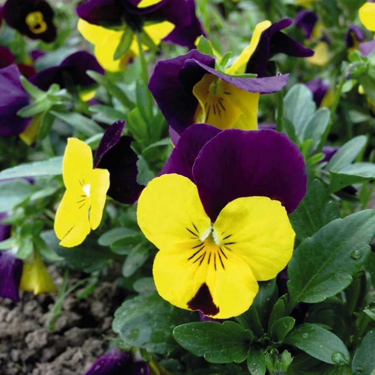 Seminte de Panselute Curgatoare Hibride Pansy Freefall Purple Wings F1