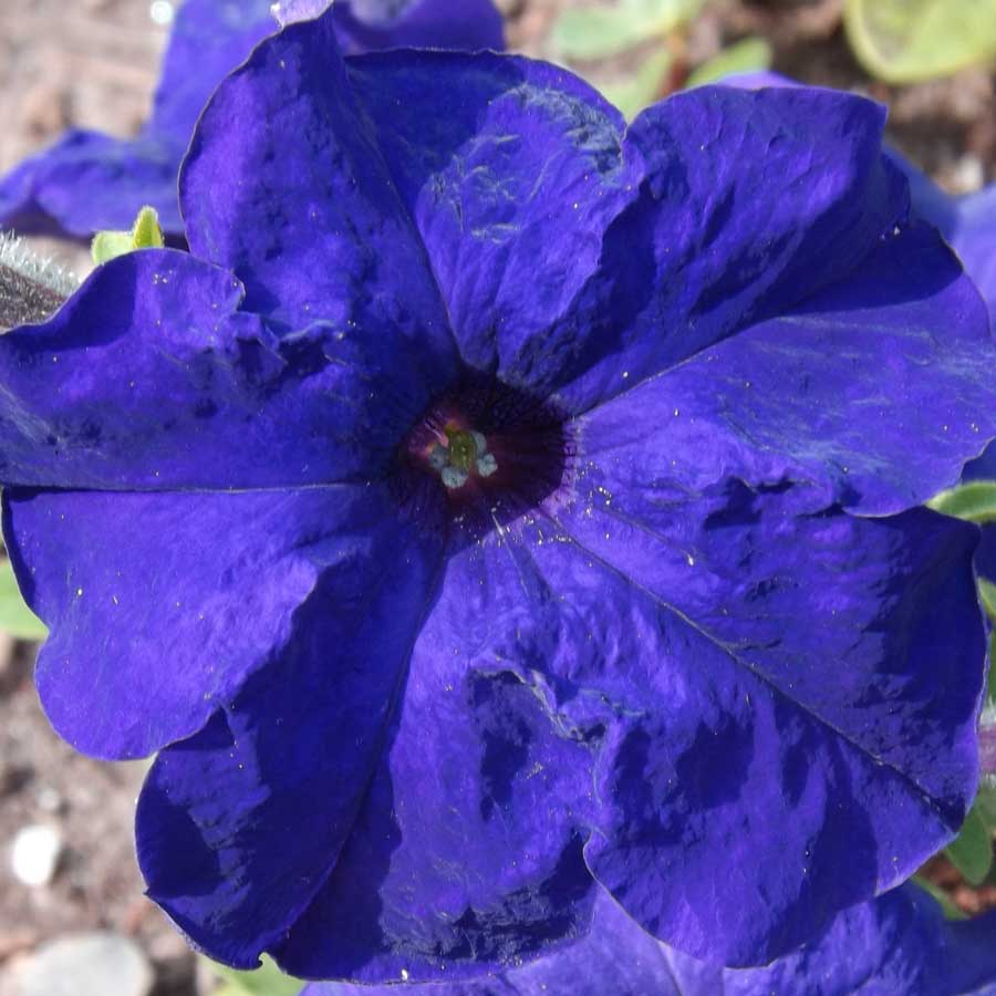 Seminte de Petunie Pitica Hibrida Petunia Merlin Series Blue F1