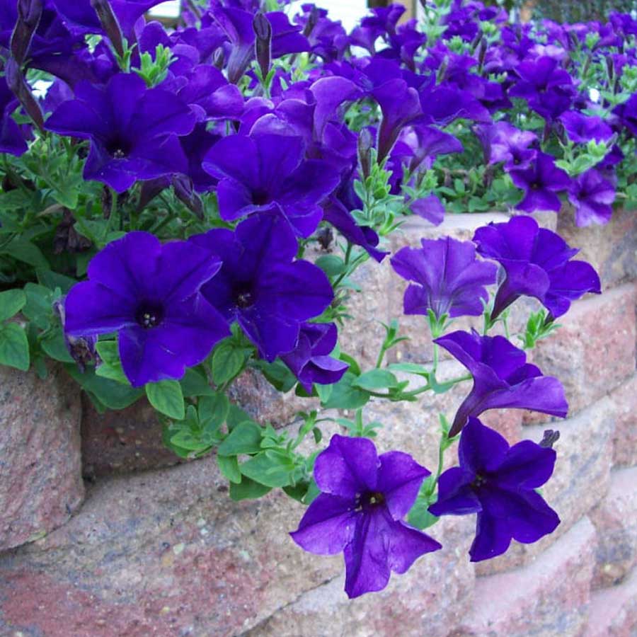 Seminte de Petunie Pitica Hibrida Petunia Merlin Series Blue F1
