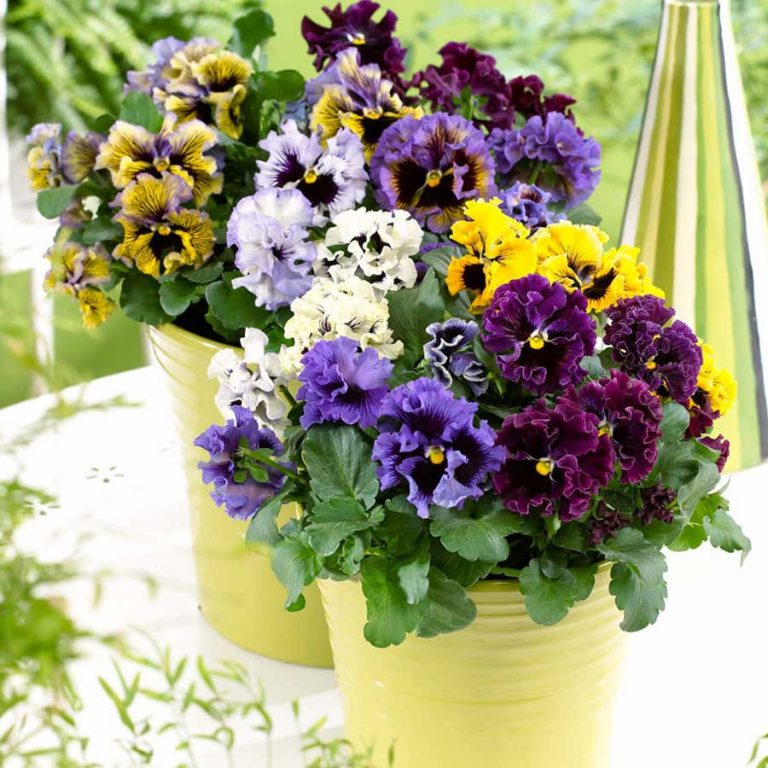 Seminte de Panselute Viola Cornuta Frizzle Sizzle Mini F1 Mix