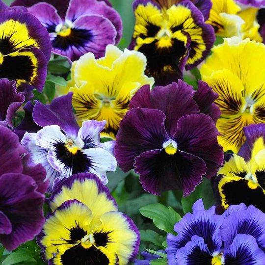 Seminte de Panselute Viola Cornuta Frizzle Sizzle Mini F1 Mix