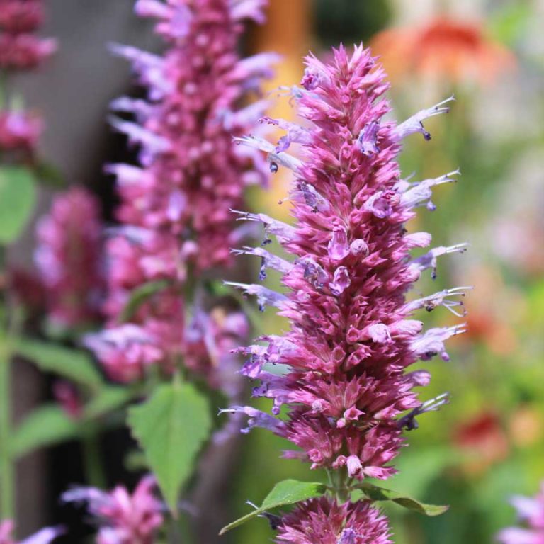 Seminte de Menta Coreeana Agastache Rugosa Korean Mint