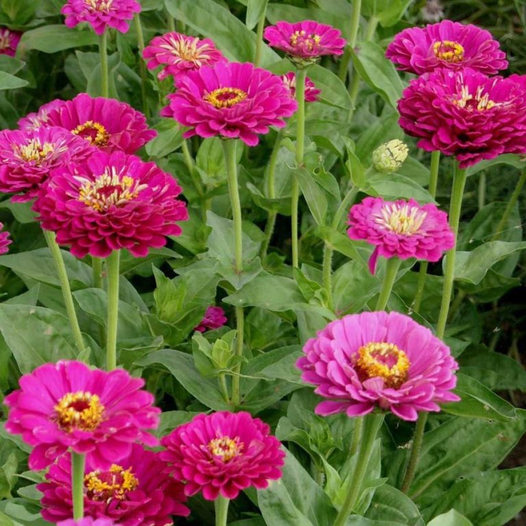 Seminte de Zinnia Purple Prince (Carciumarese Magenta)