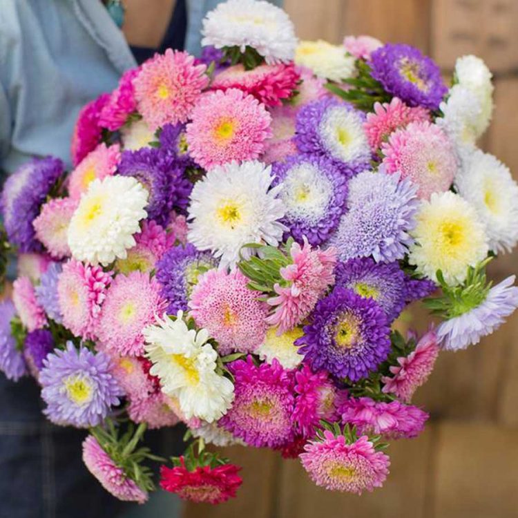 Seminte de Ochiul Boului Callistephus Chinensis Aster Matador Mix