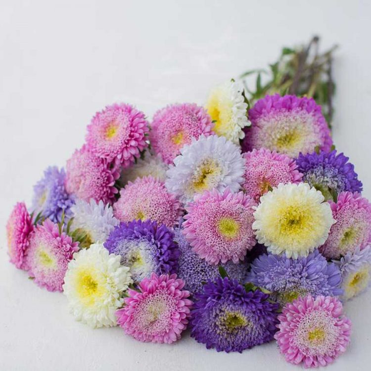 Seminte de Ochiul Boului Callistephus Chinensis Aster Matador Mix