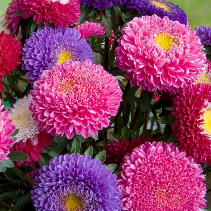 Seminte de Ochiul Boului Callistephus Chinensis Aster Matador Mix