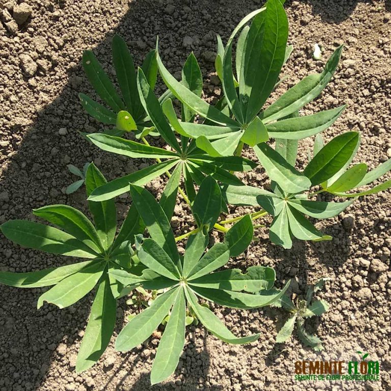 Plante de Cafeluta Lupin Russel Hybrids Mix