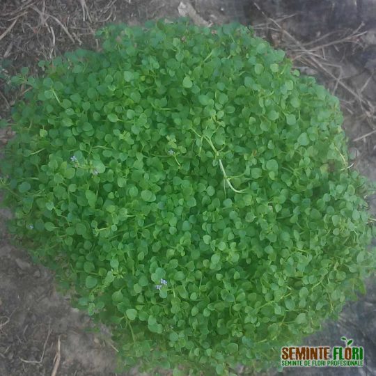 Seminte de Menta Corsicana Mentha Spicata Corsican Mint Mini Mint