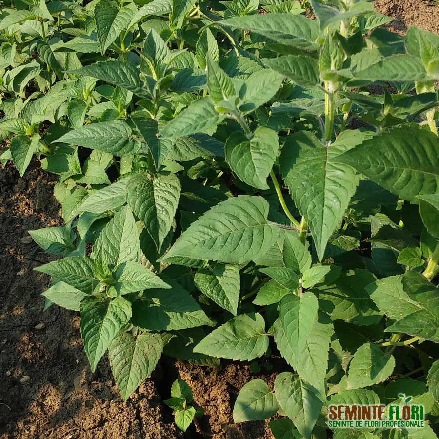 Plante de Menta Indiana Monarda Didyma Bergamot