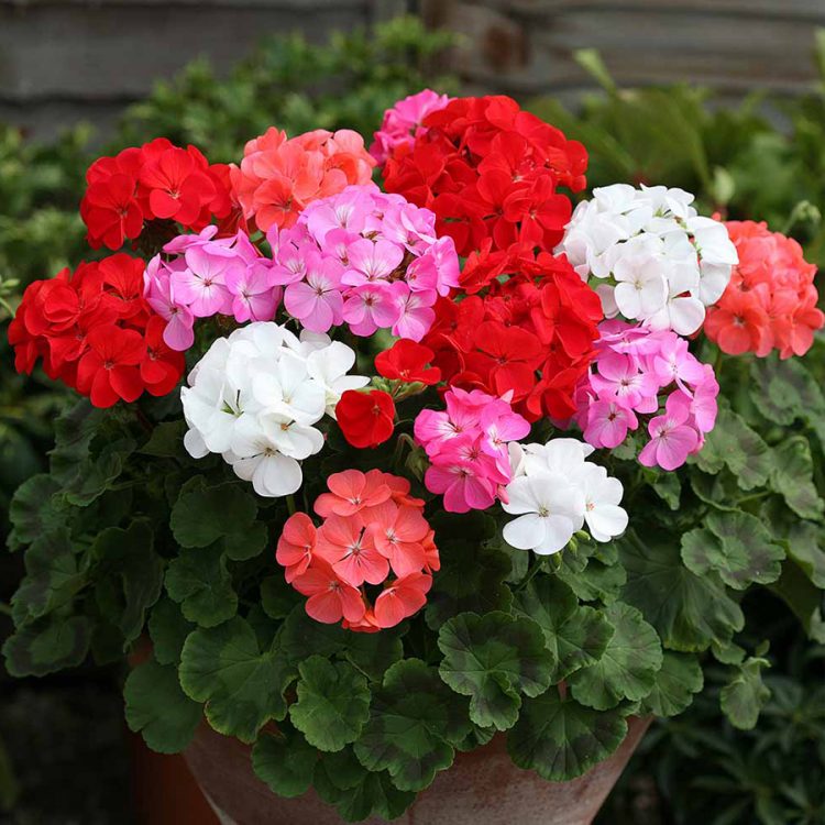 Seminte de Muscate Hibride Pelargonium Hortorum Cabaret F2 Mix