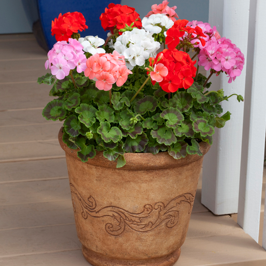 Seminte de Muscate Hibride Pelargonium Hortorum Cabaret F2 Mix