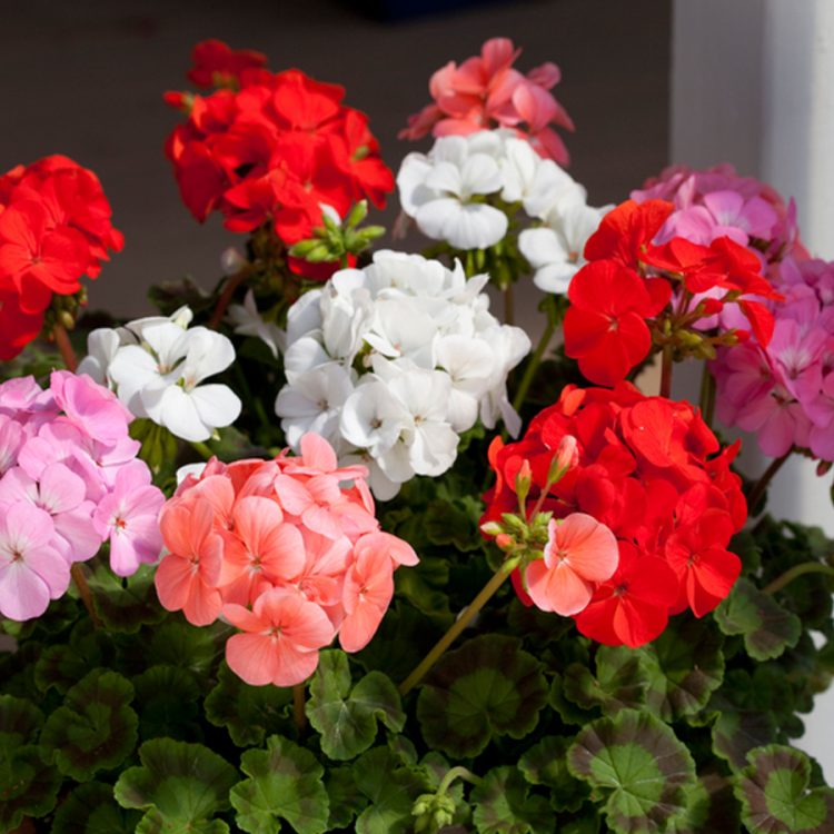 Seminte de Muscate Hibride Pelargonium Hortorum Cabaret F2 Mix