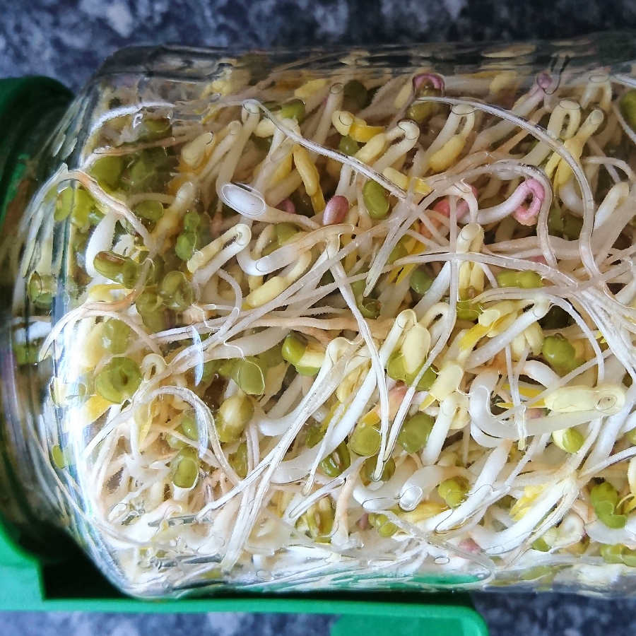 Seminte pentru germinat Fasole Mung Mung Bean