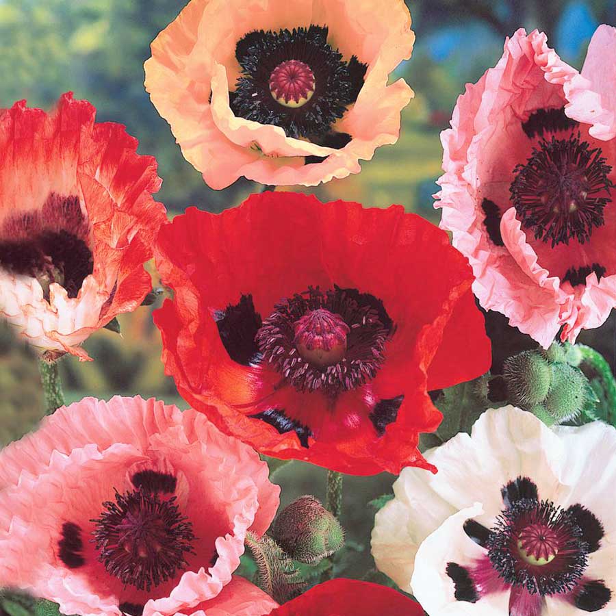 Seminte de Mac Hibrid Papaver Orientale New Hybrids Mixed