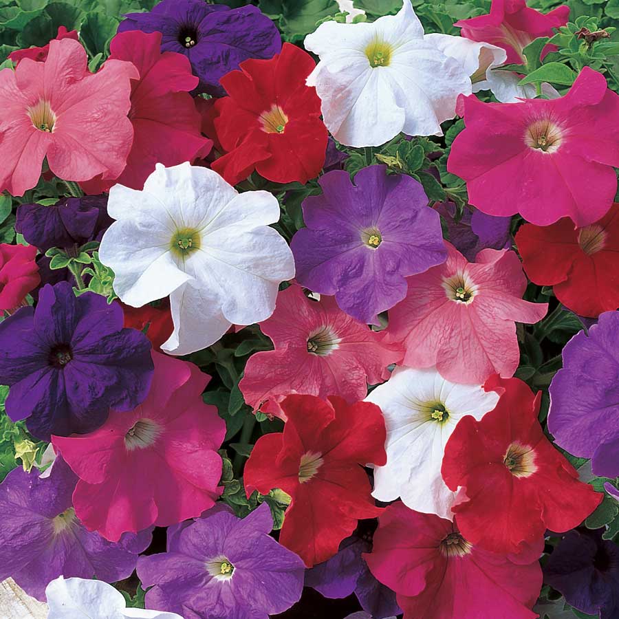 Seminte de Petunie Hibrida Petunia Merlin Mixed F1