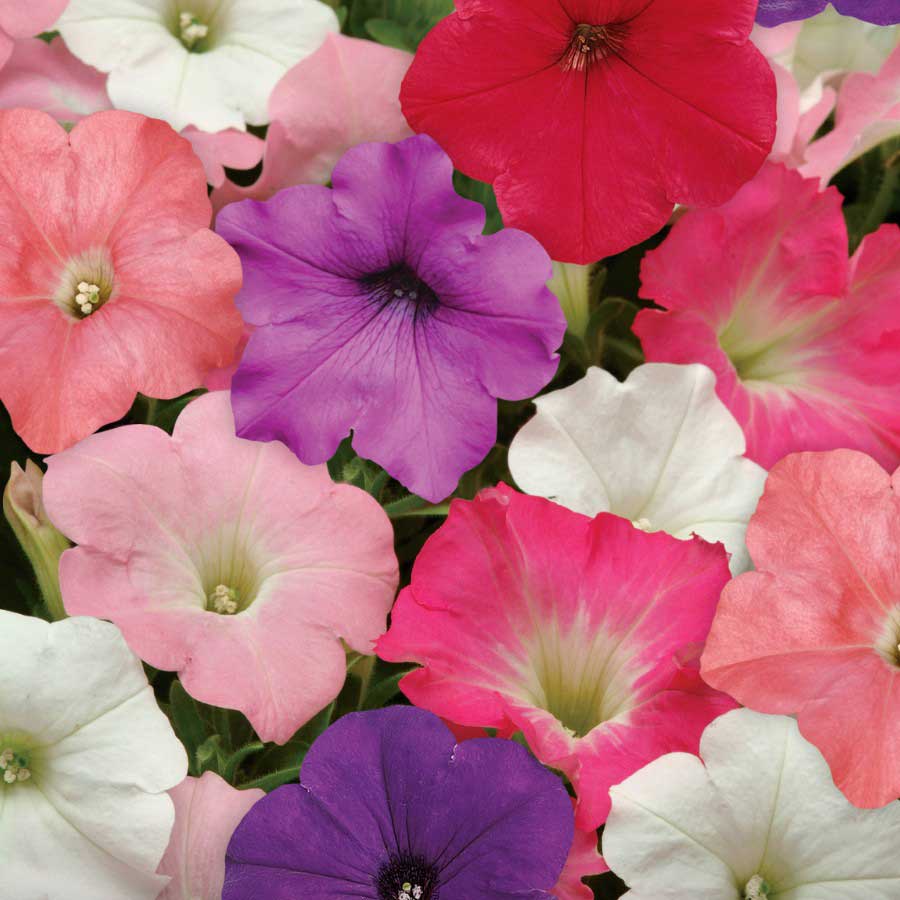 Seminte de Petunie Hibrida Petunia Merlin Mixed F1