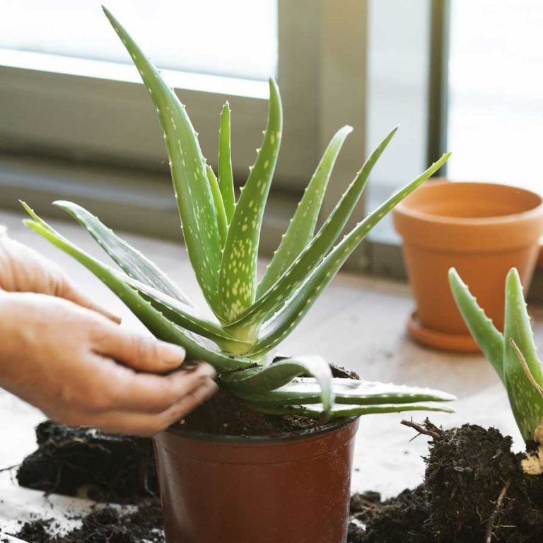 Seminte de Aloe Vera Aloe Mixture - SeminteFlori.com