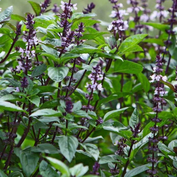 Seminte de Busuioc cu Aroma de Vanilie Basil Blue Spice