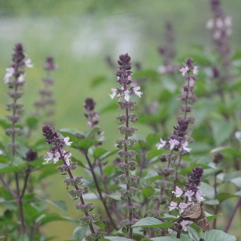 Seminte de Busuioc cu Aroma de Vanilie Basil Blue Spice