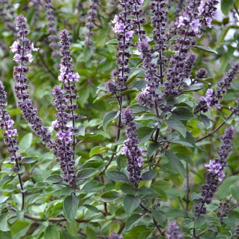 Seminte de Busuioc cu Aroma de Vanilie Basil Blue Spice