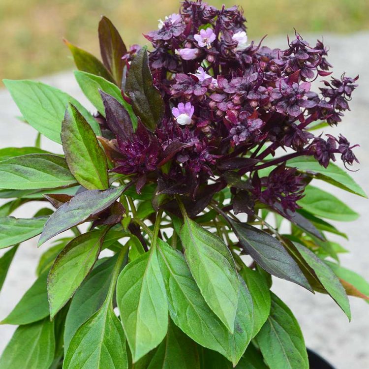 Seminte de Busuioc Tailandaz Basil Siam Queen Ocimum Basilicum