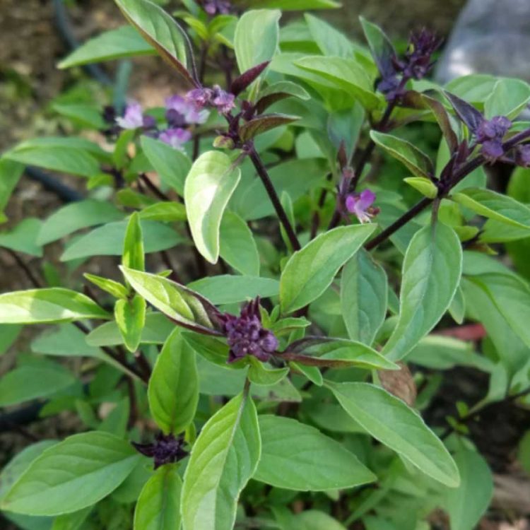 Seminte de Busuioc Tailandez Basil Thai - Ocimum Basilicum