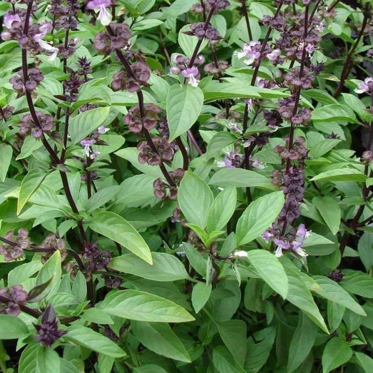 Seminte de Busuioc Tailandez Basil Thai - Ocimum Basilicum