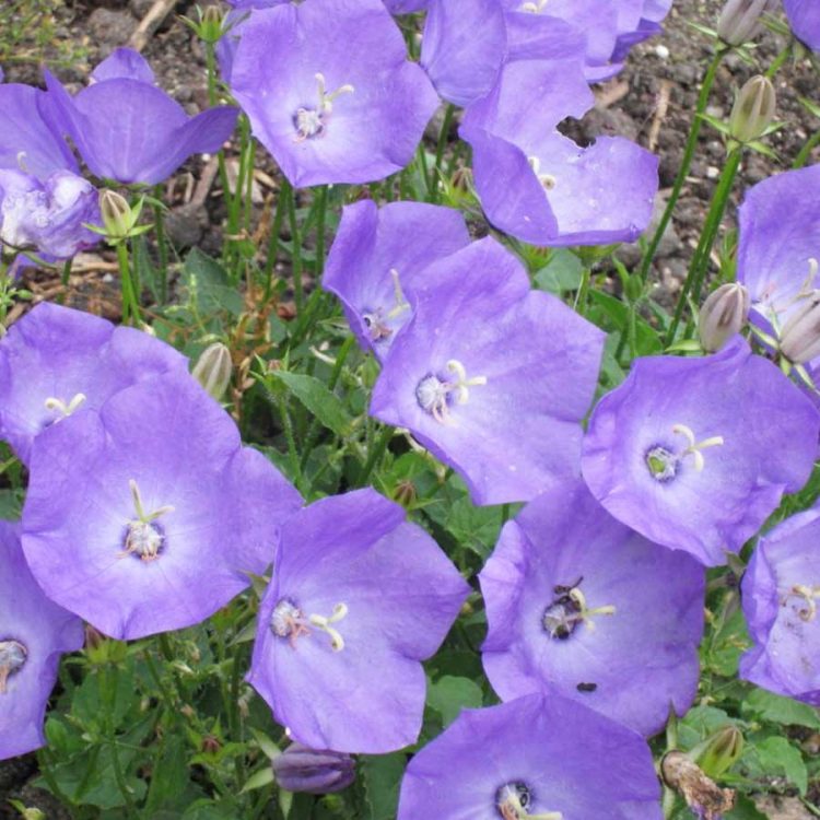 Seminte de Clopotei Campanula Carpatica Blue - Seminte Flori