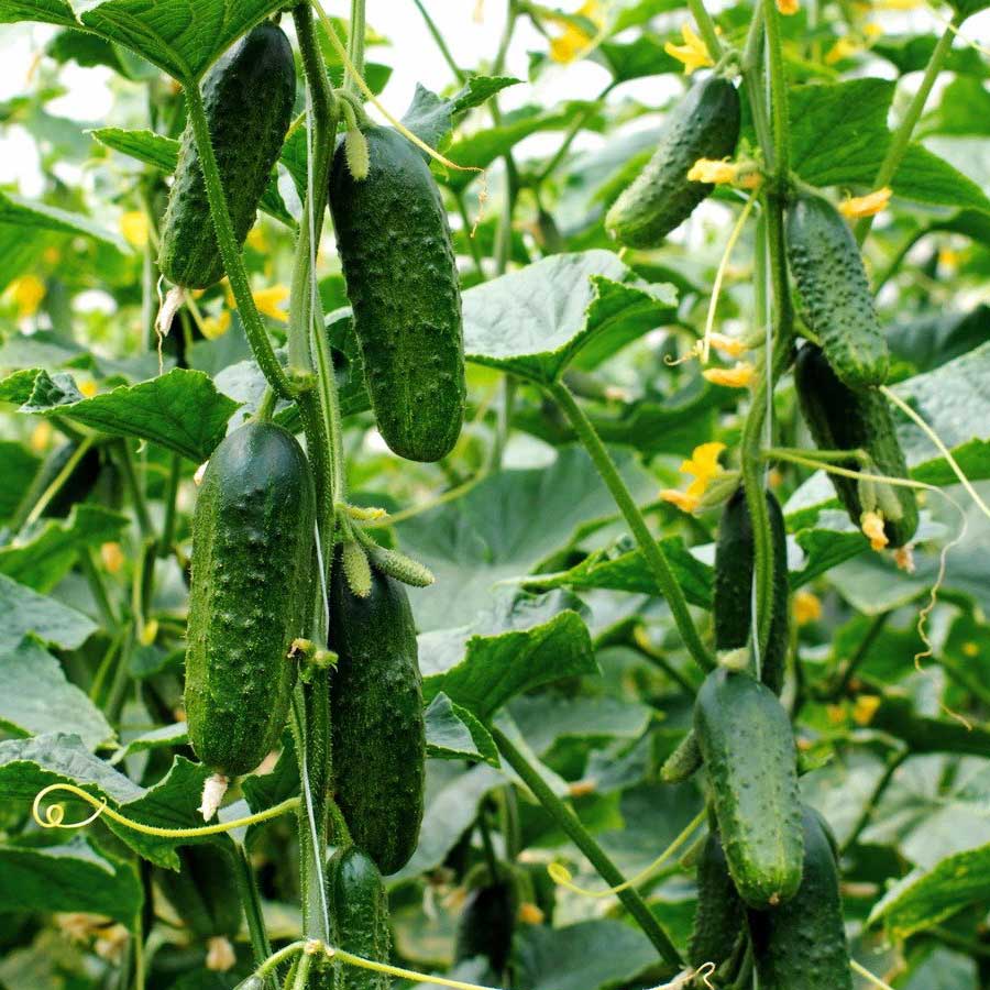 Seminte de Castraveti Cornichon Paris National - SeminteFlori.com