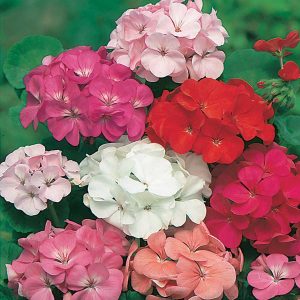 Magazin - Seminte de Flori Profesionale