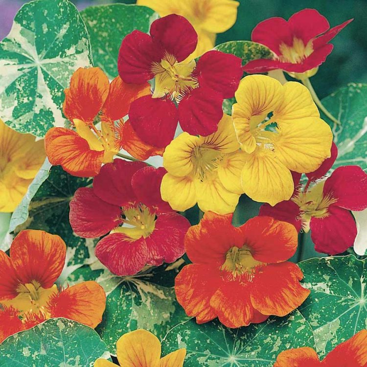 Seminte de Condurul Doamnei Catarator Nasturtium Jewel of Africa