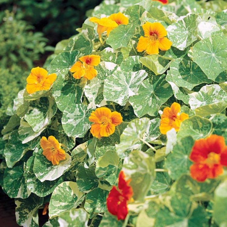 Seminte de Condurul Doamnei Catarator Nasturtium Jewel of Africa