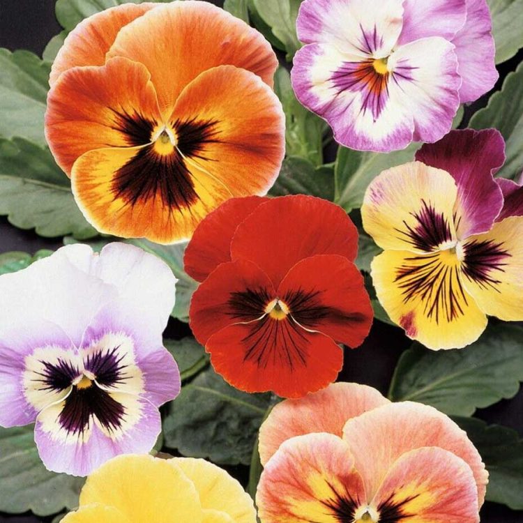 Seminte de Panselute Pansy Aalsmeer Giants Mixed