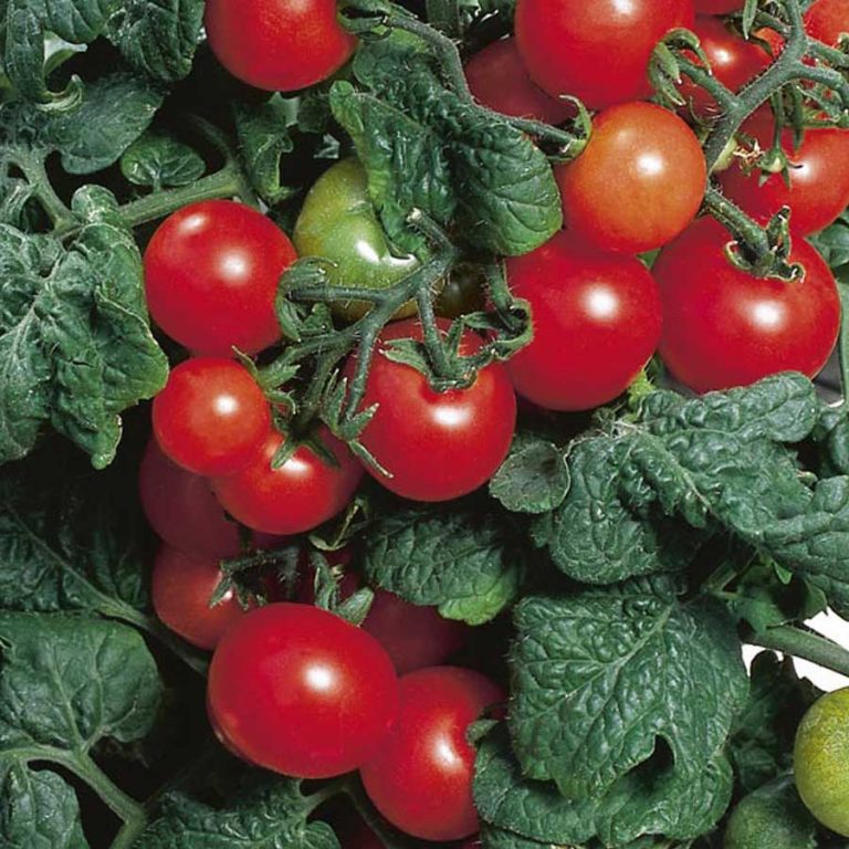 Seminte de Rosii Cherry Pitice Cherry Tomato Minuscolo Micro Tom F1