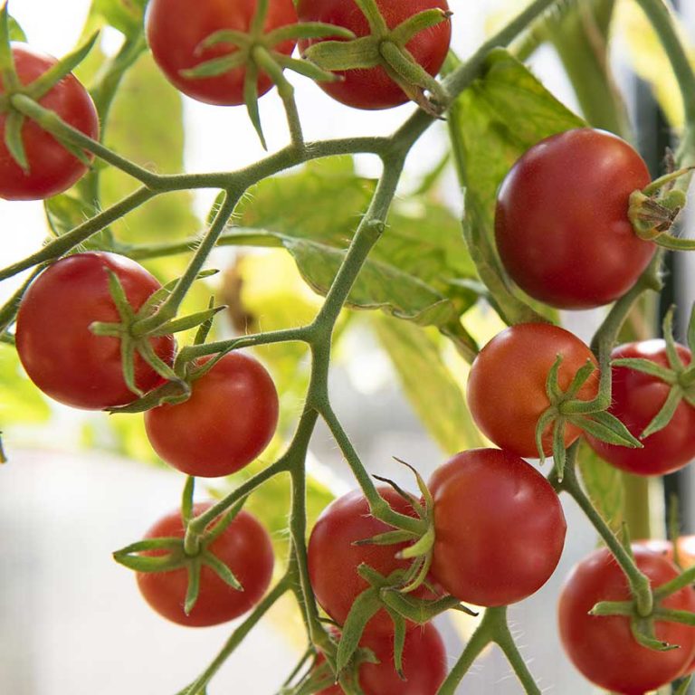 Seminte de Rosii Cherry Tomato Supersweet 100 F1