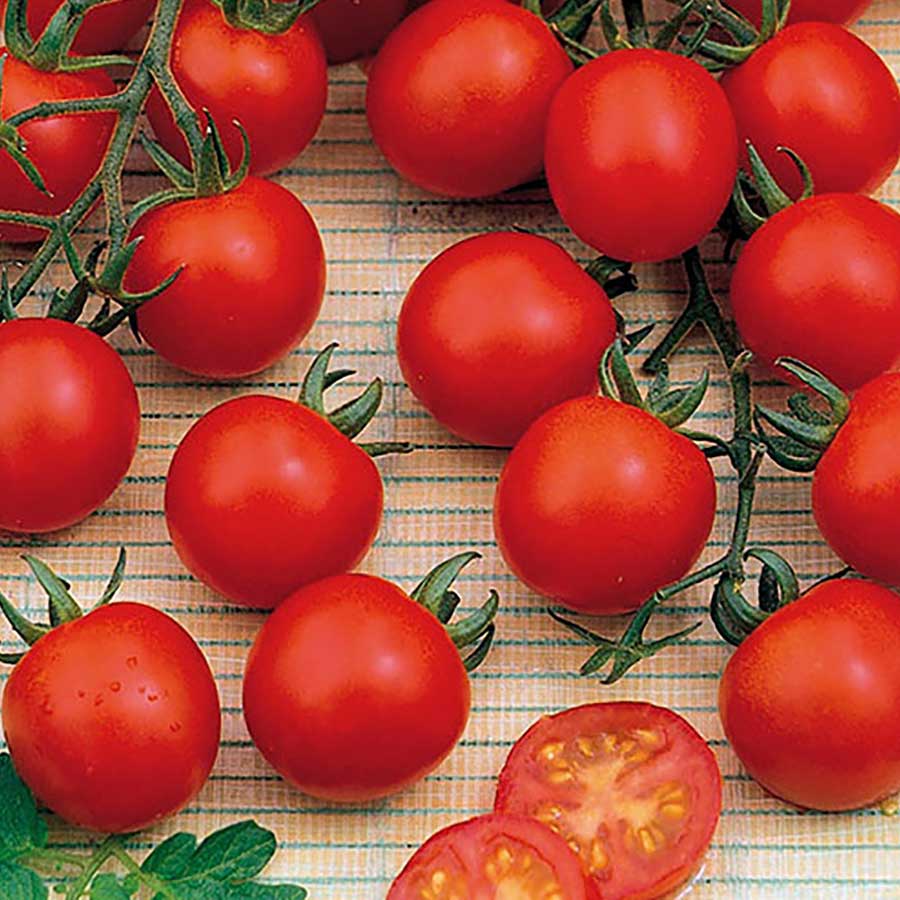 Seminte de Rosii Cherry Tomato Supersweet 100 F1