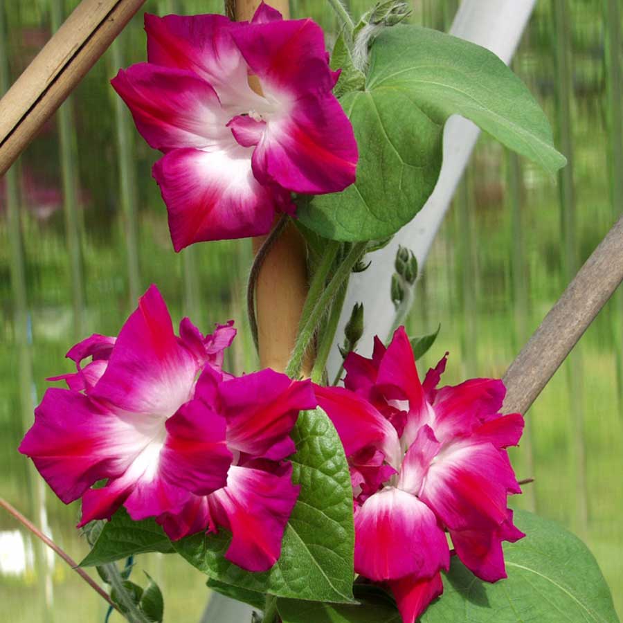 Seminte de Zorele Ipomoea Tricolor Dubbel Pink - SeminteFlori.com