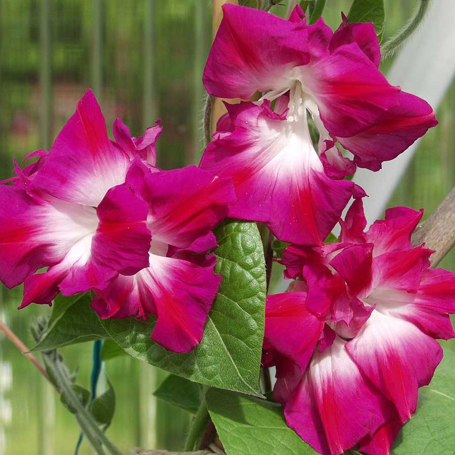 Seminte de Zorele Ipomoea Tricolor Dubbel Pink - SeminteFlori.com