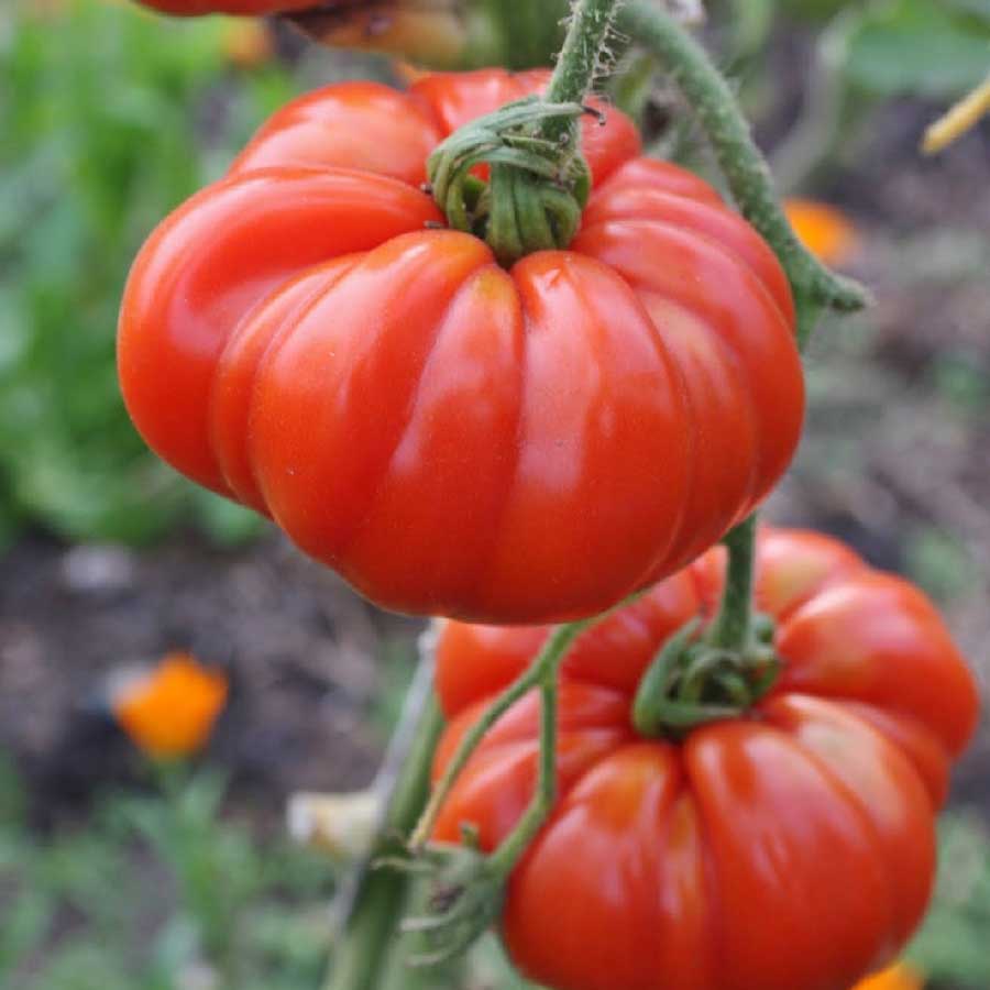 Seminte de Rosii Beef Tomato Marmande VR - SeminteFlori.com