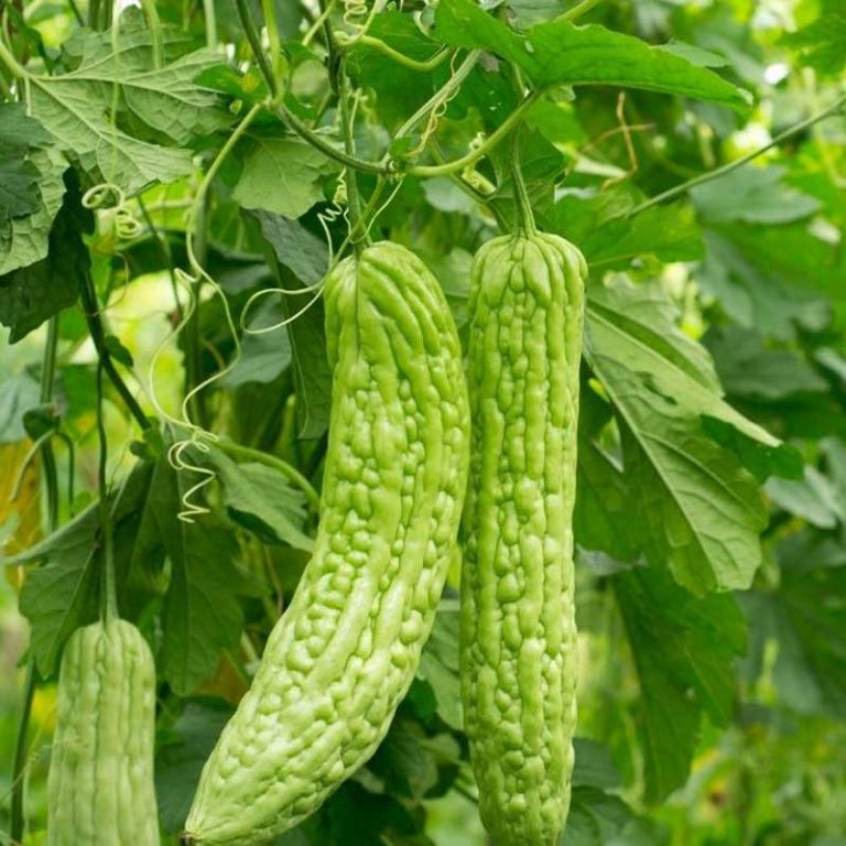 Seminte de legume exotice - Seminte de Flori Profesionale