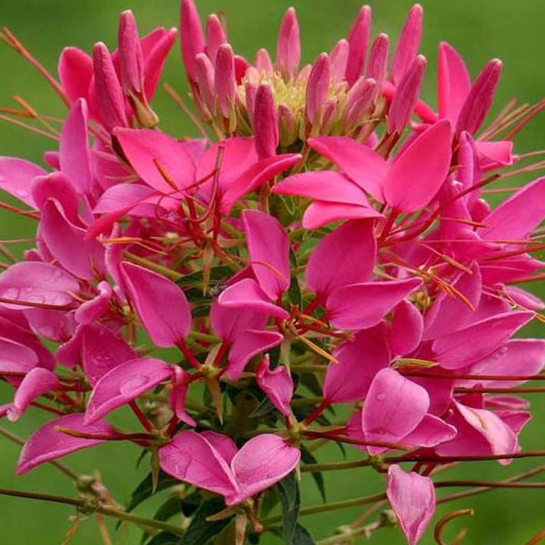 Seminte de Planta Paianjen Cleome Spinosa Rose Queen Spiderflower