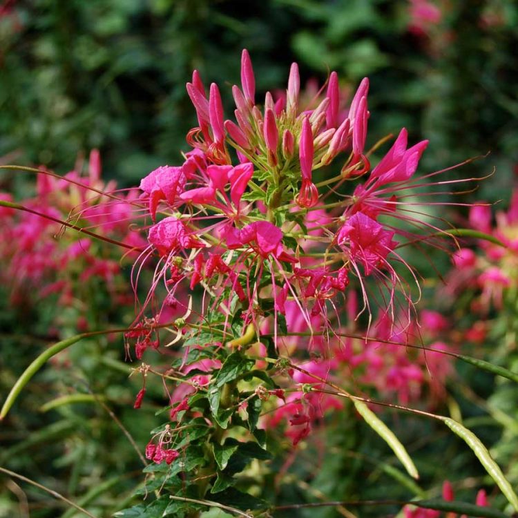 Seminte de Planta Paianjen Cleome Spinosa Rose Queen Spiderflower