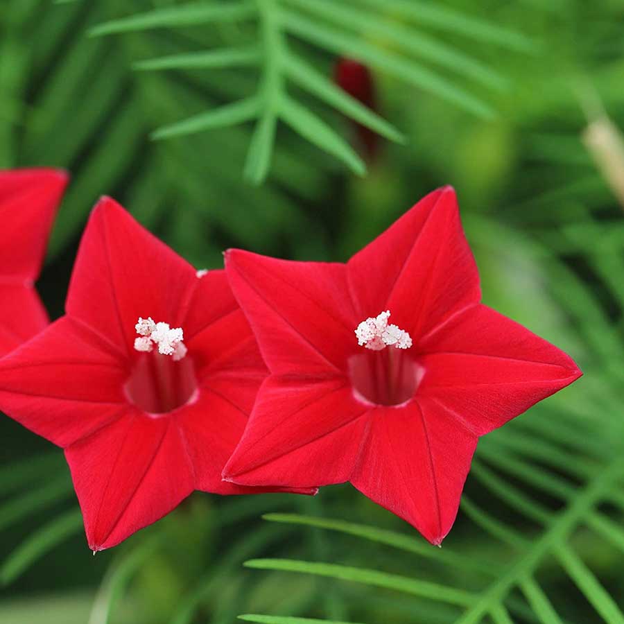 Seminte de Zorele Ipomoea Quamoclit Cardinal Climber