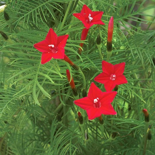 Seminte de Zorele Ipomoea Quamoclit Cardinal Climber