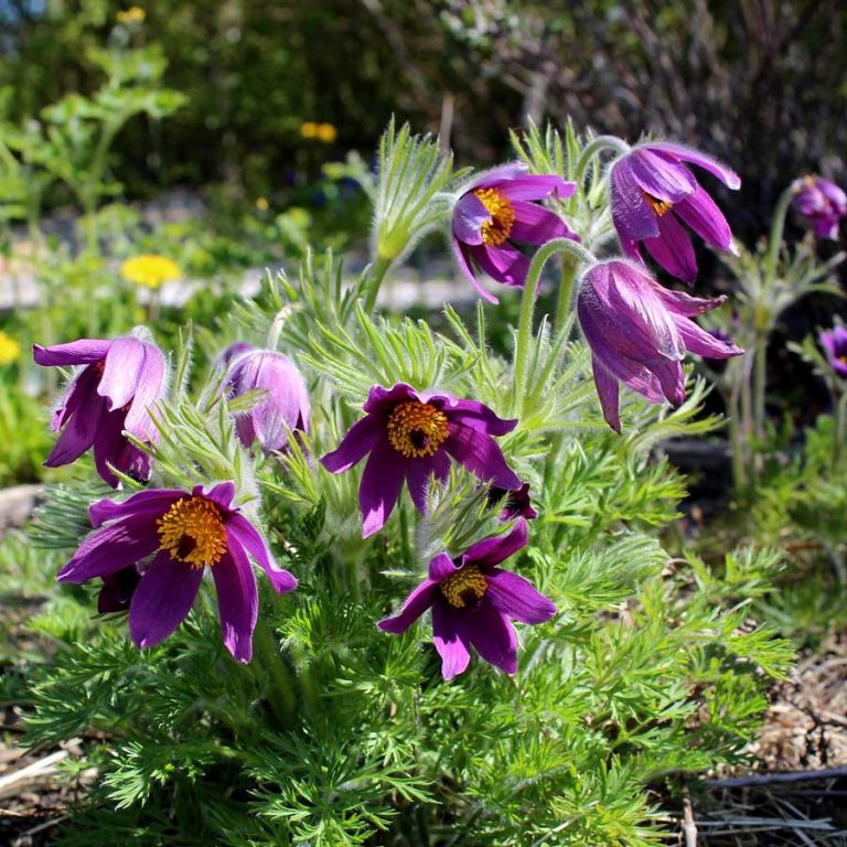 Seminte de Floarea Pastelui Pulsatilla Vulgaris Pinwheel Violet