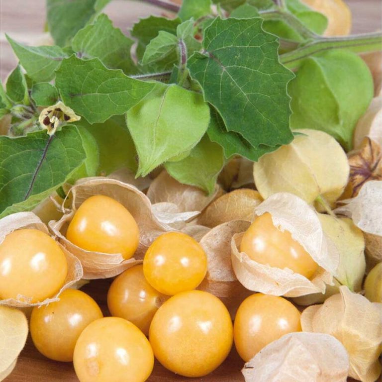 Seminte de Physalis Edulis Ground Cherry Physalis Pruinosa