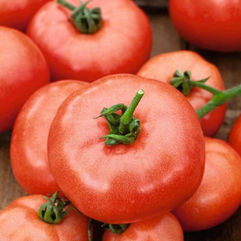 Seminte de rosii - Seminte de Flori Profesionale