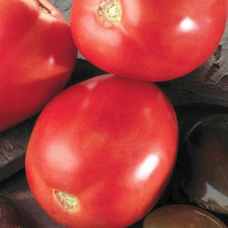 Magazin - Seminte de Flori Profesionale